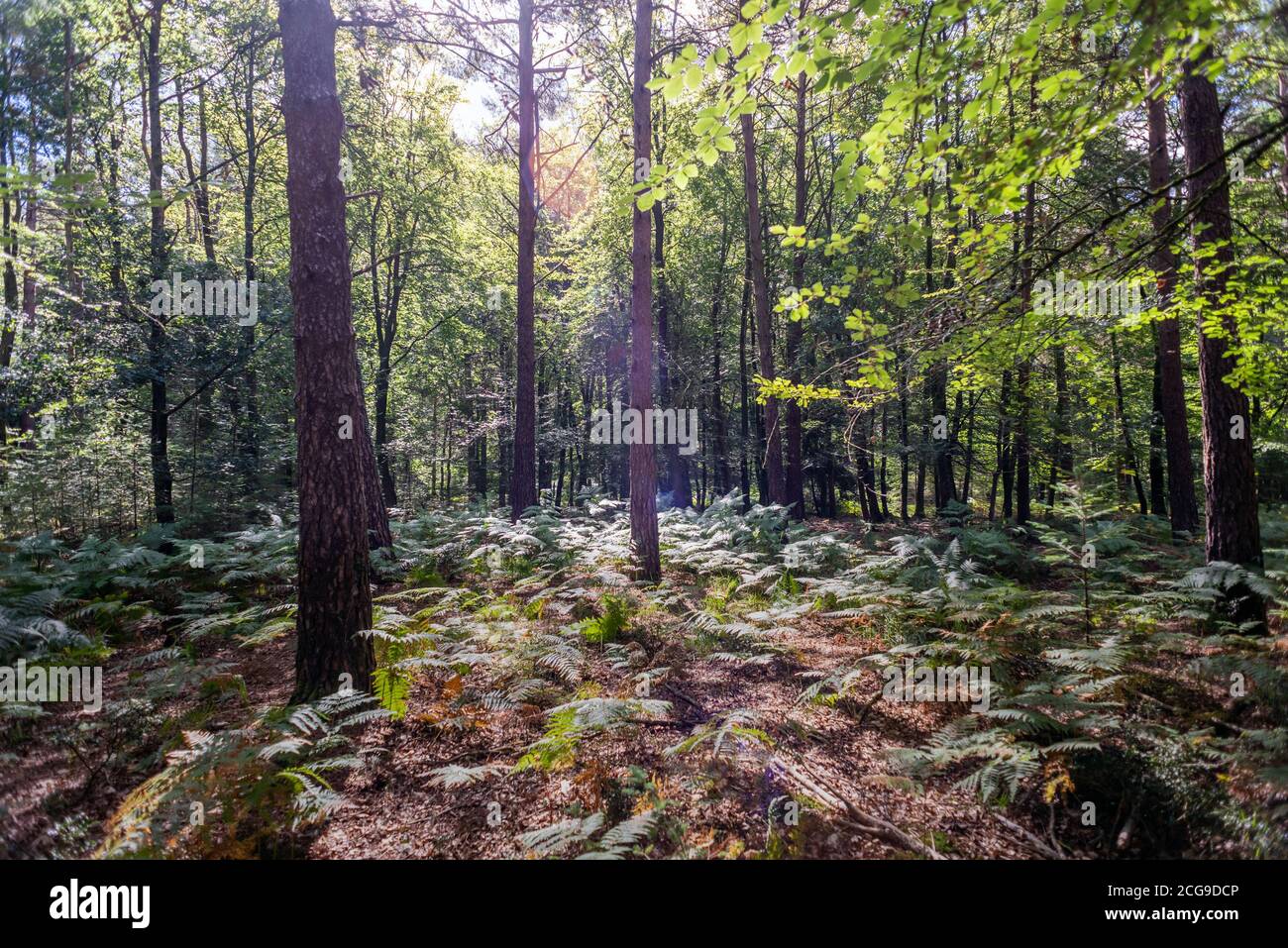 In the New Forest Stock Photo - Alamy