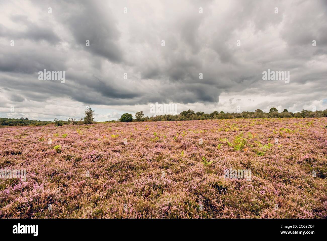 Open heathland and heather in the New Forest Stock Photo - Alamy