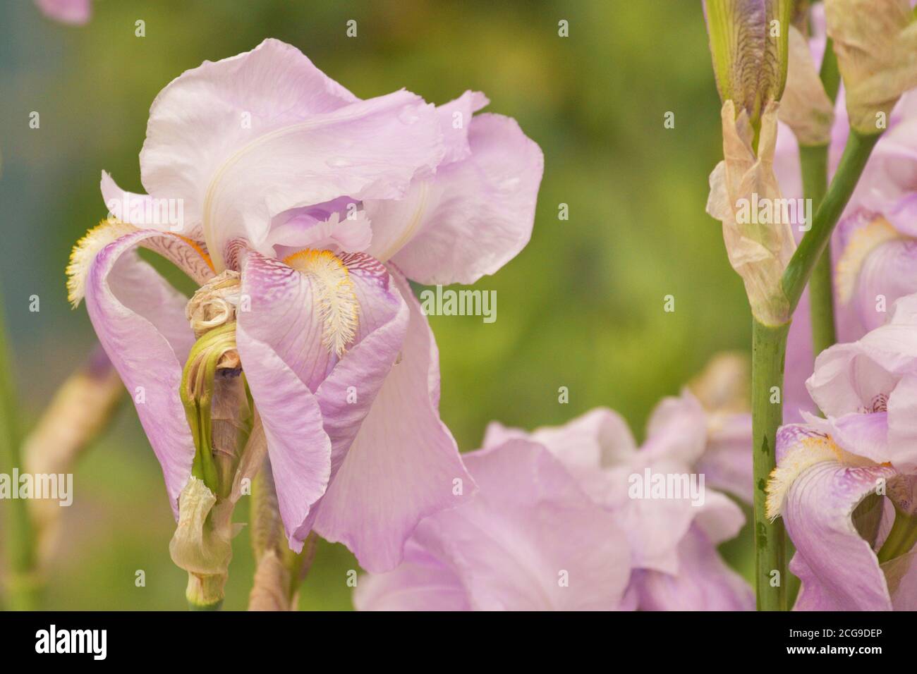 Beautiful blue flower iris on a blurred green background. Spring ...