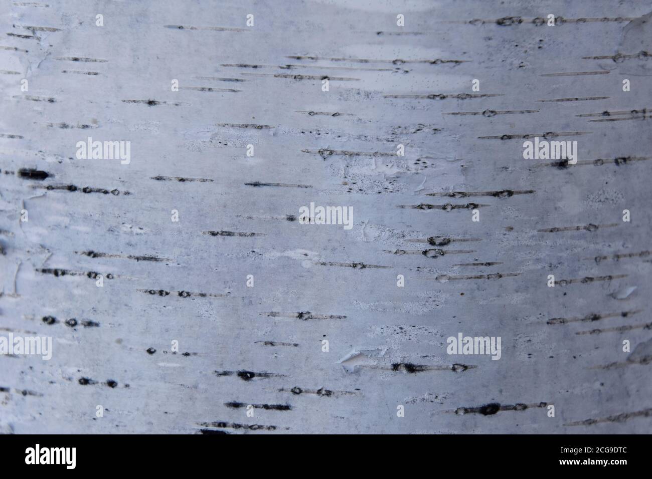 Birch tree bark texture Stock Photo - Alamy