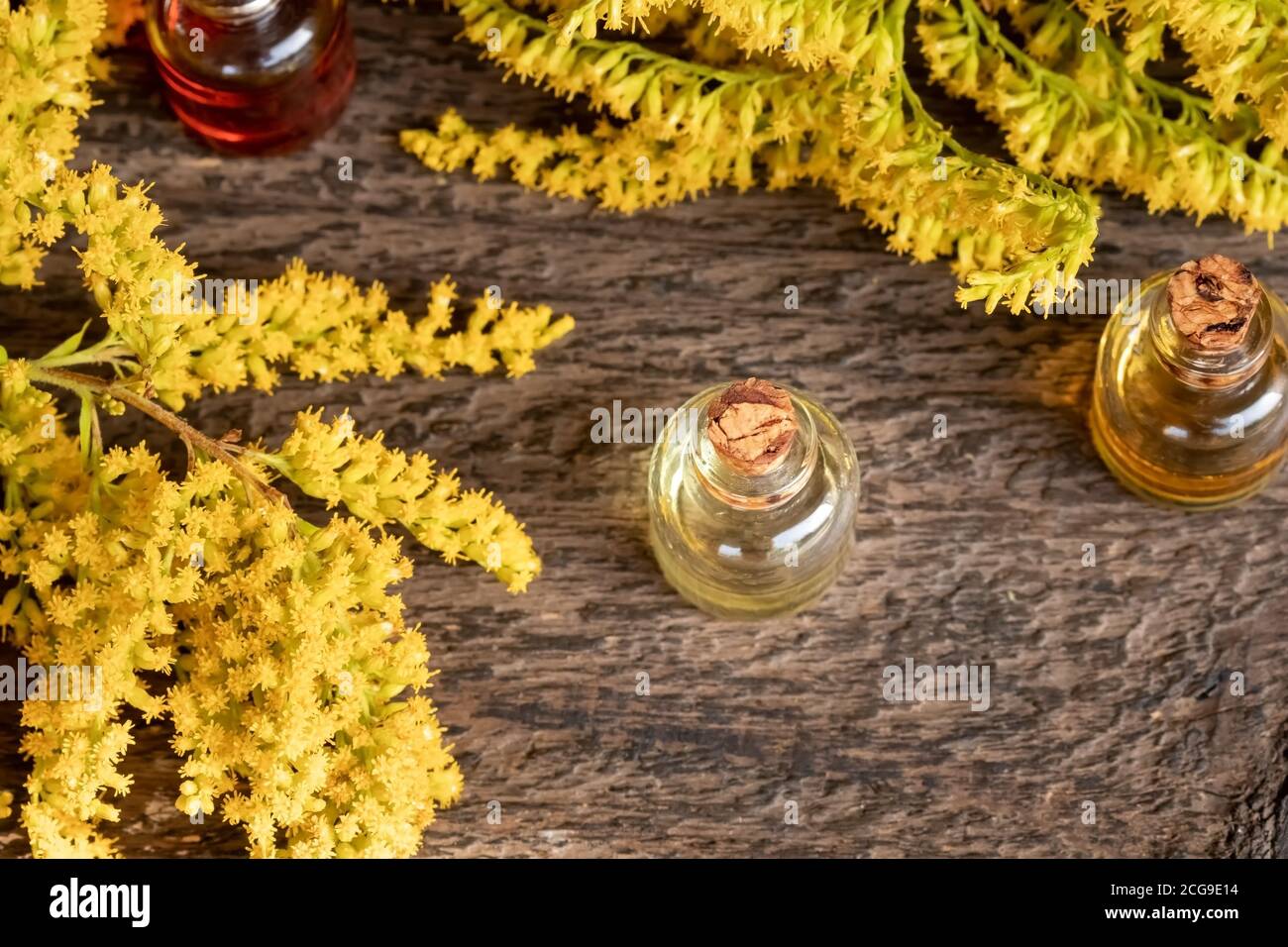 Bottles of essential oil with blooming Canadian goldenrod, or Solidago ...