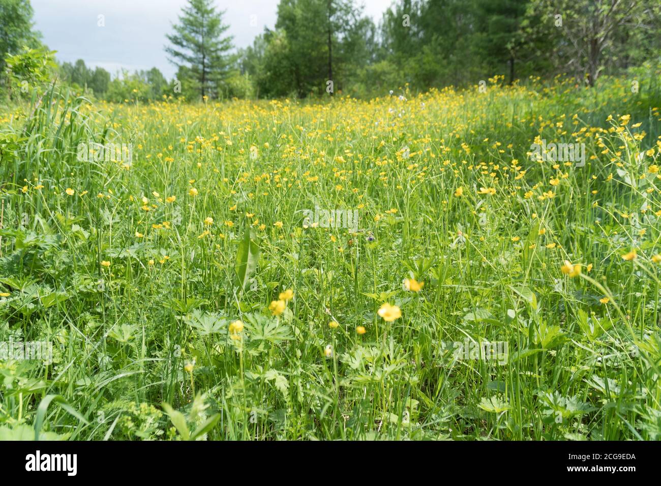 A large glade of flowering yellow buttercups (lat. Ranunculus) at the ...
