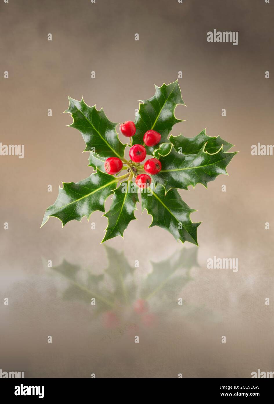 Sprig hi-res stock photography and images - Alamy