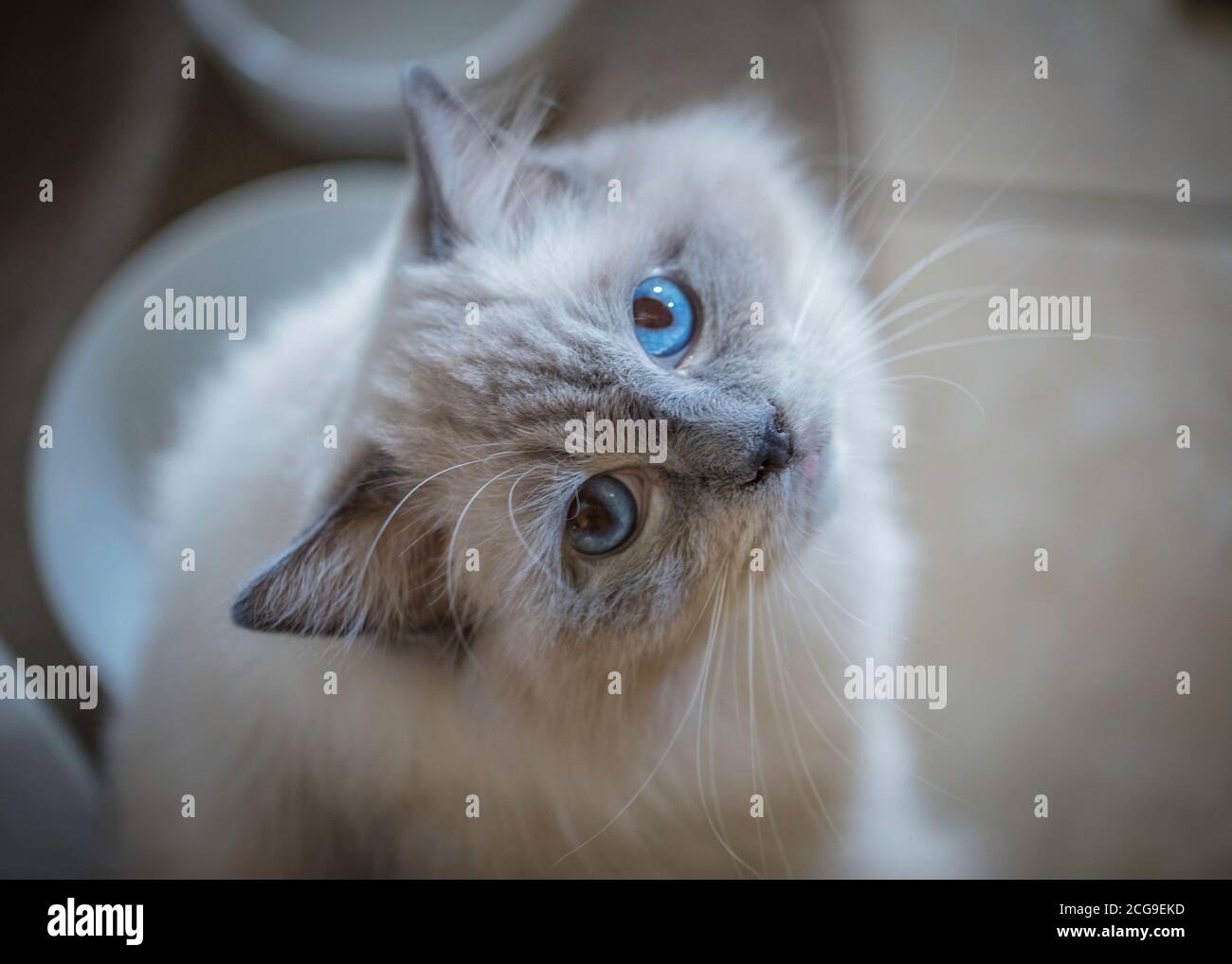 Persian cat looks to owner to be fed Stock Photo - Alamy