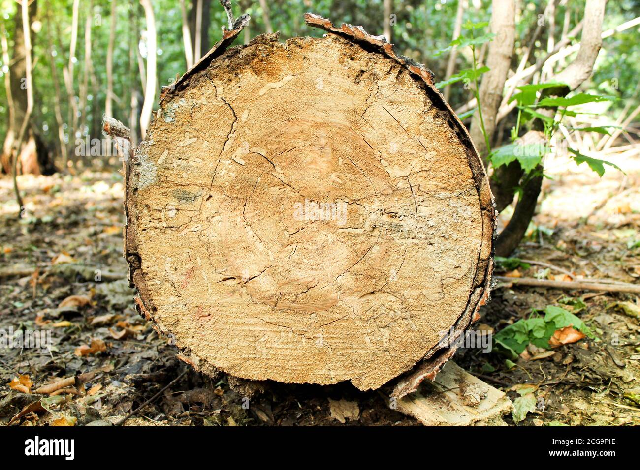 Saw cut of an old tree. The fallen tree is sawn in half. Close-up Stock ...