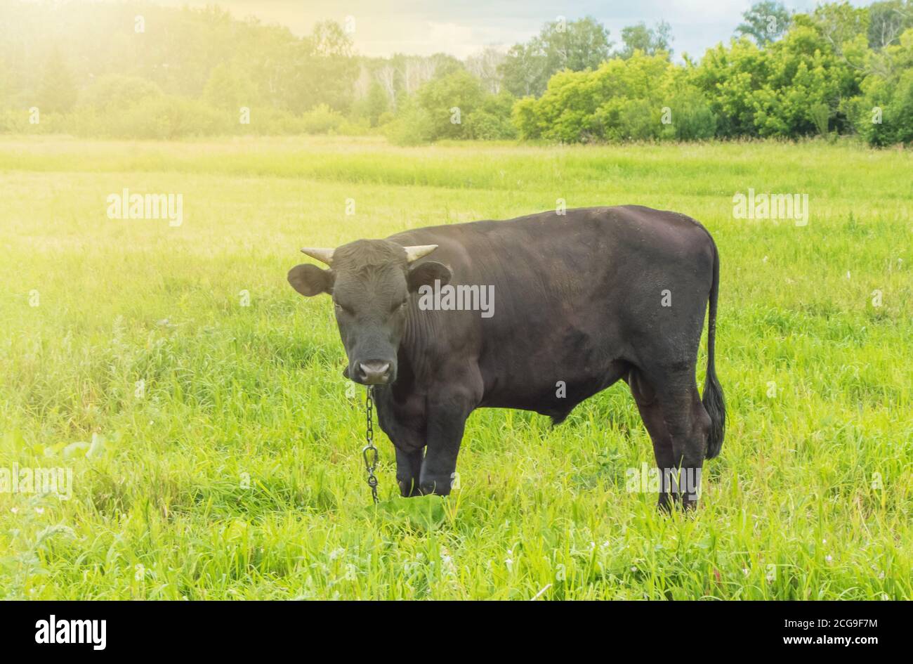 Young black bull grazing on a green meadow, summer before a ...