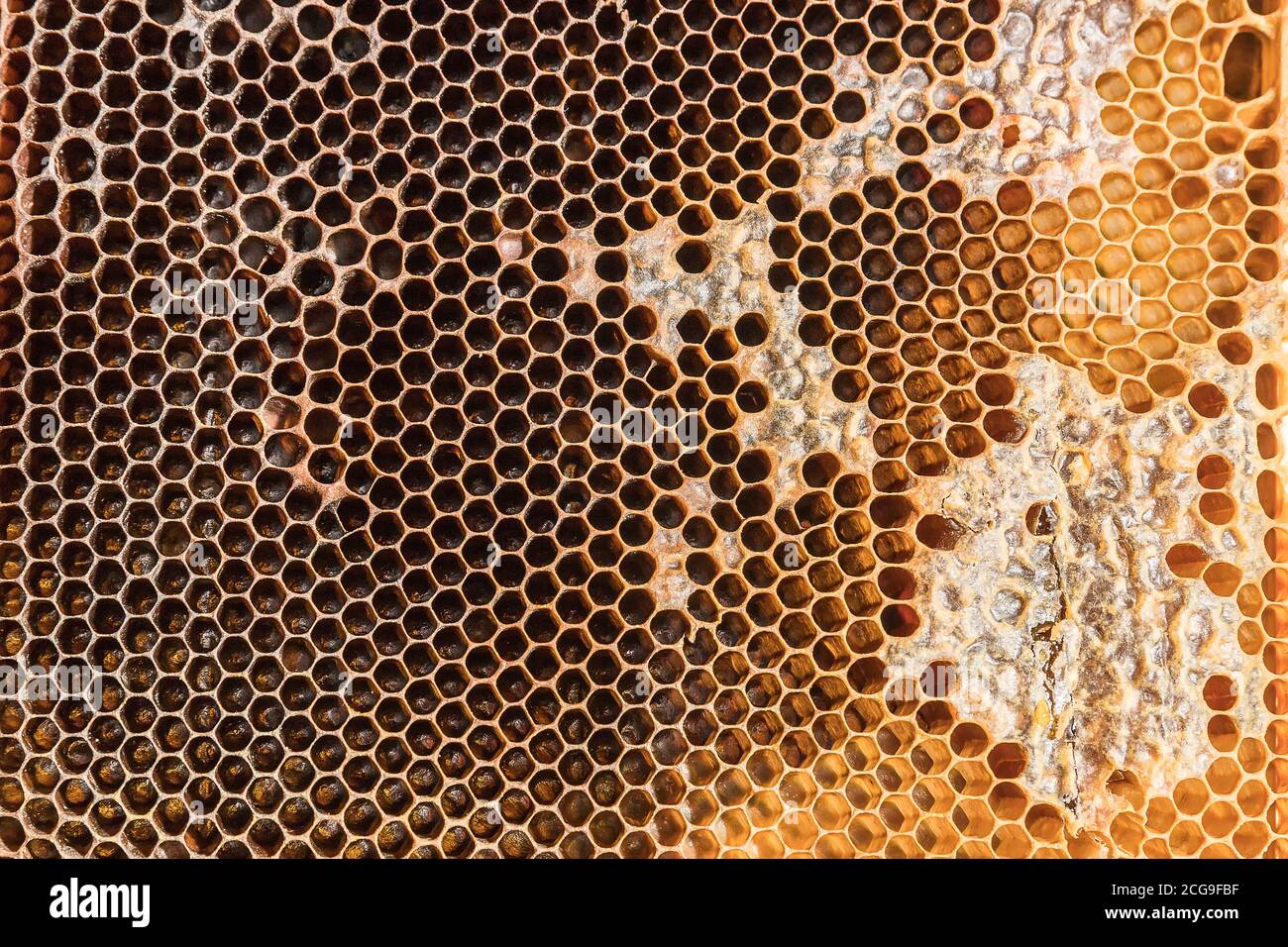 Close-up of a honeycomb filled with honey and wax cap residue before ...