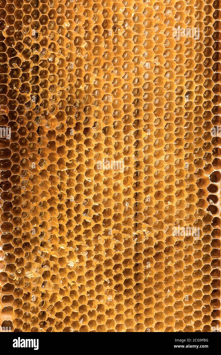 Close-up of a honeycomb full of honey before extraction Stock Photo - Alamy