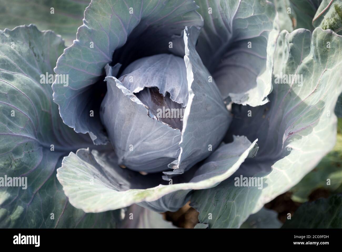 Plant of red cabbage, with leaves surrounding the central rosette Stock ...