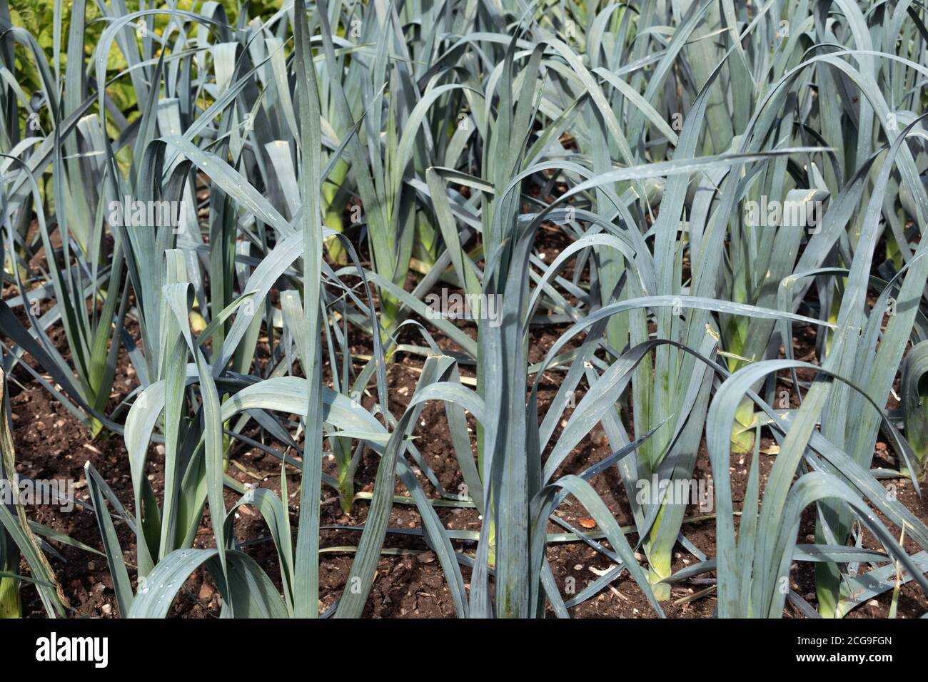Leek cultivation hi-res stock photography and images - Alamy
