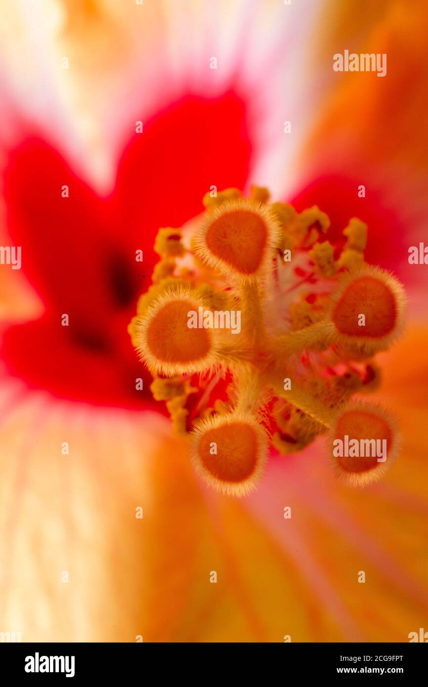 Reproductive organs of a yellow Hibiscus flower (Hibiscus rosa-sinensis ...