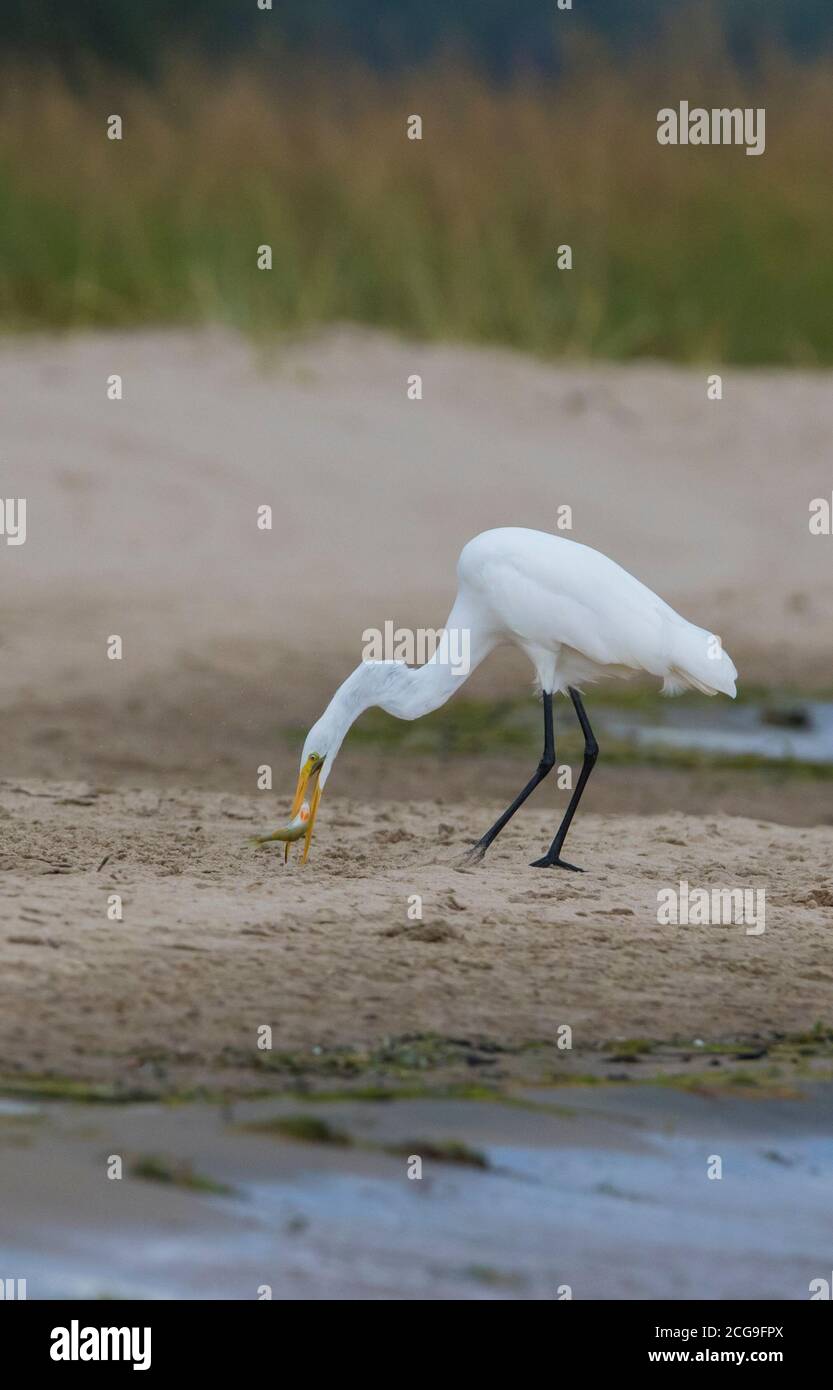 The great egret (Ardea alba), also known as the common egret Stock ...