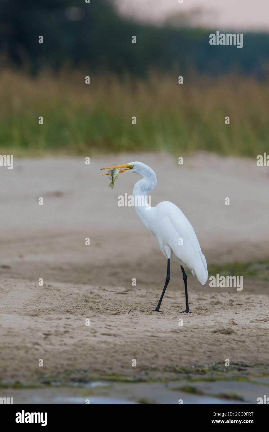 The great egret (Ardea alba), also known as the common egret Stock ...