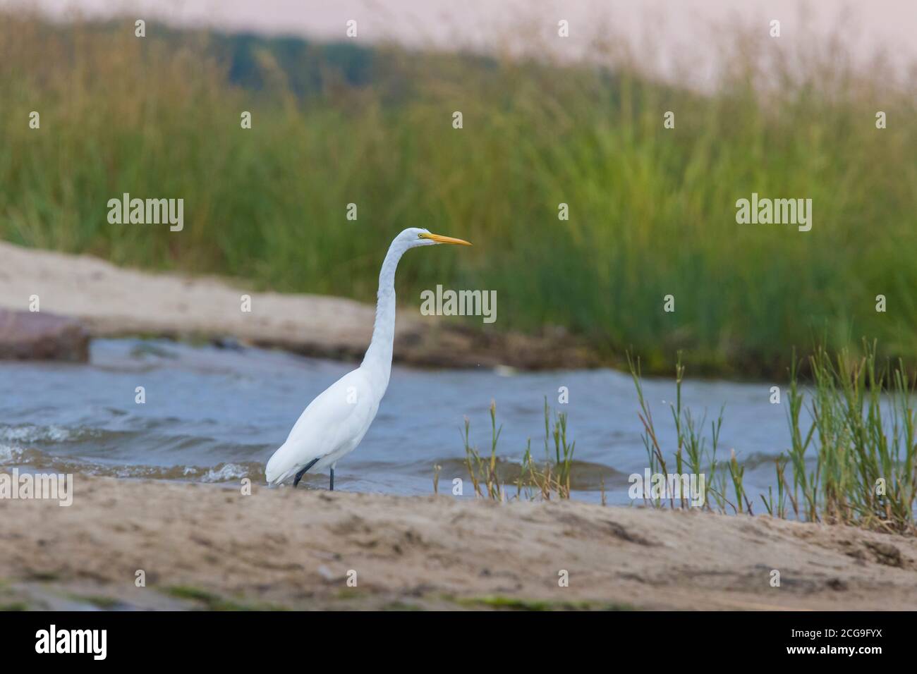 The great egret (Ardea alba), also known as the common egret Stock ...