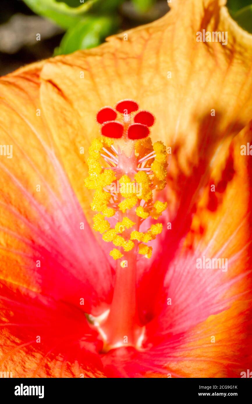 Reproductive organs of a yellow Hibiscus flower (Hibiscus rosa-sinensis ...