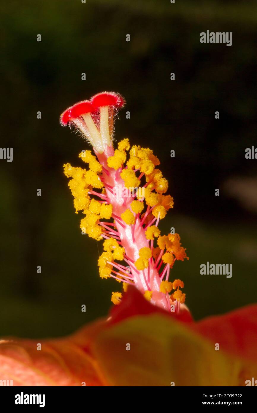 Reproductive organs of a yellow Hibiscus flower (Hibiscus rosa-sinensis ...