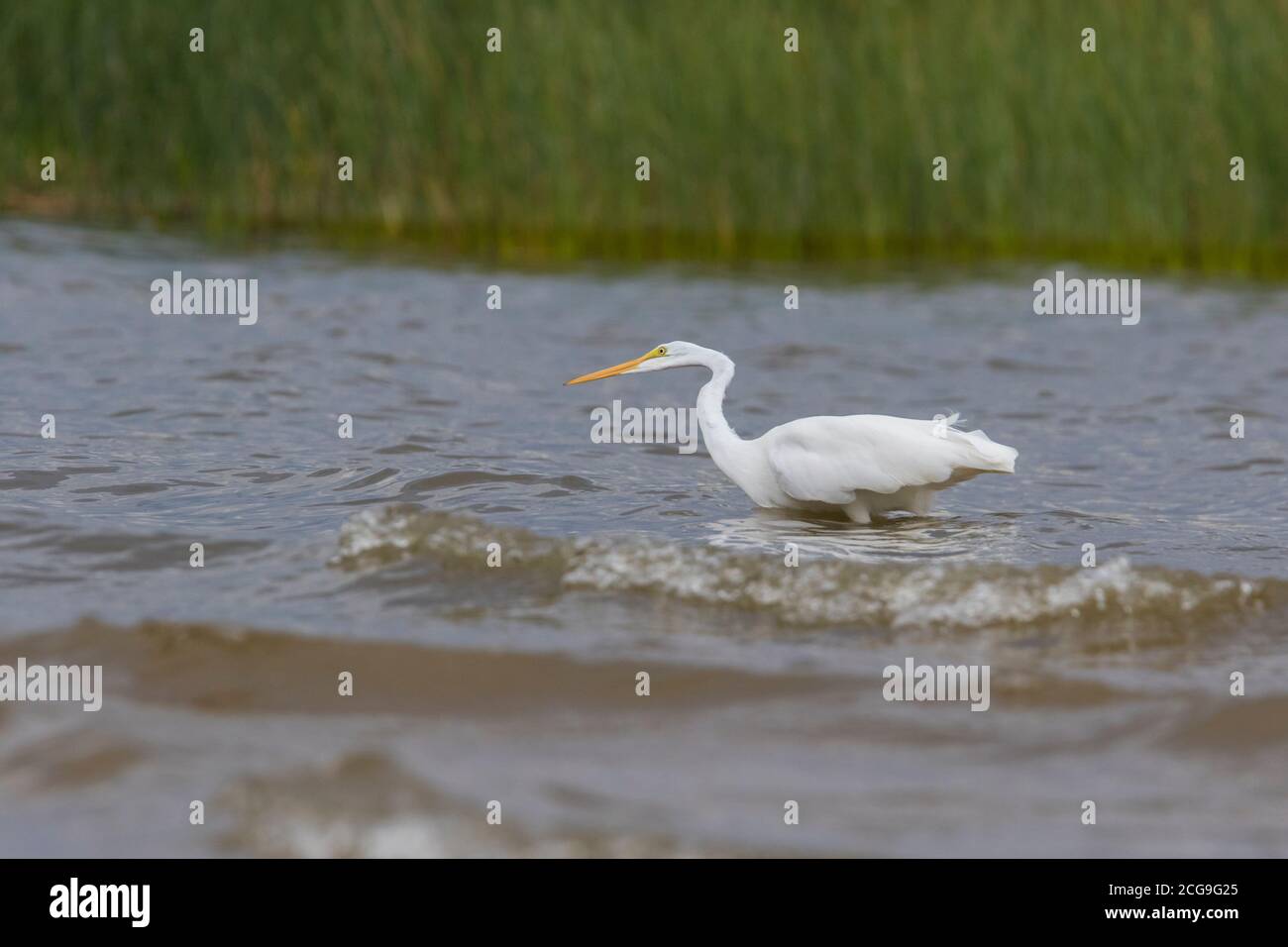 The great egret (Ardea alba), also known as the common egret Stock ...