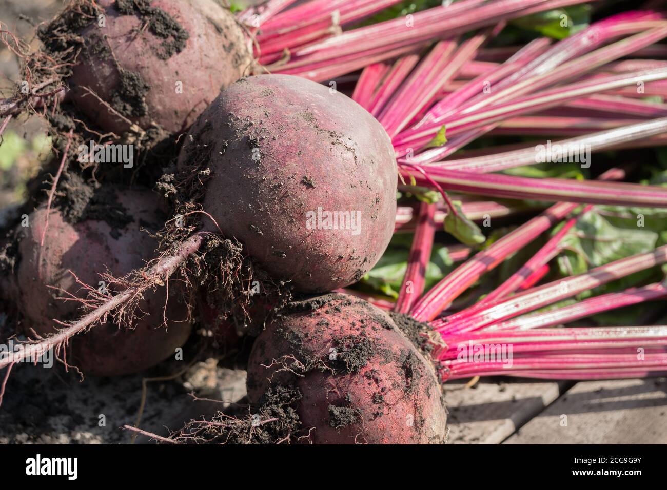 Beets growing in ground garden hi-res stock photography and images - Alamy