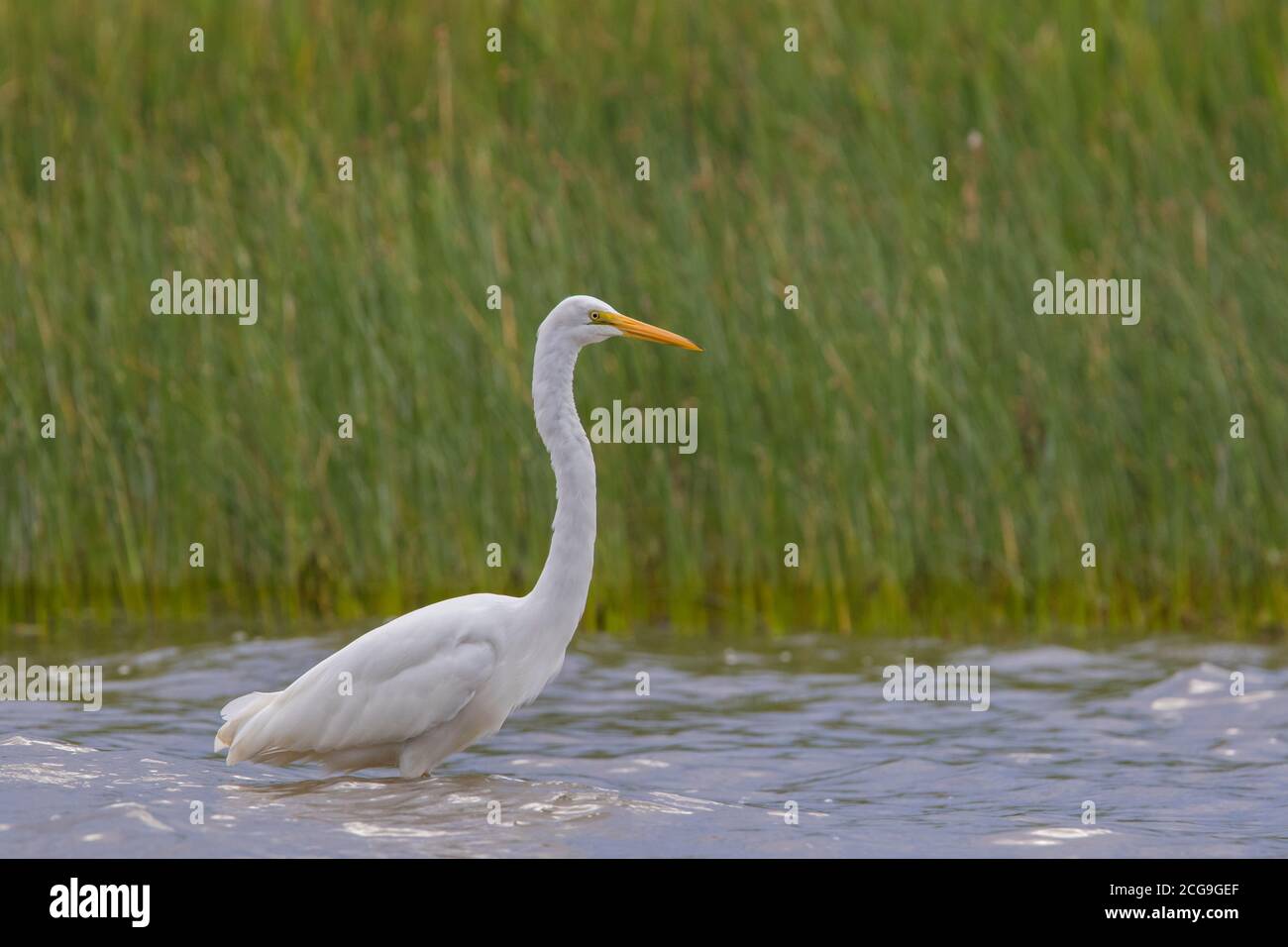 The great egret (Ardea alba), also known as the common egret Stock ...
