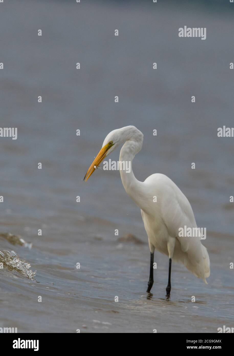 The great egret (Ardea alba), also known as the common egret Stock ...