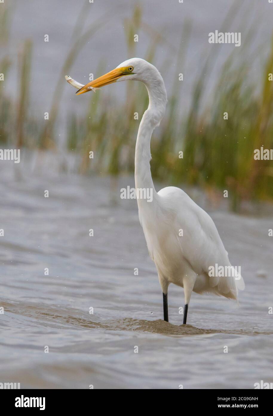 The great egret (Ardea alba), also known as the common egret Stock ...