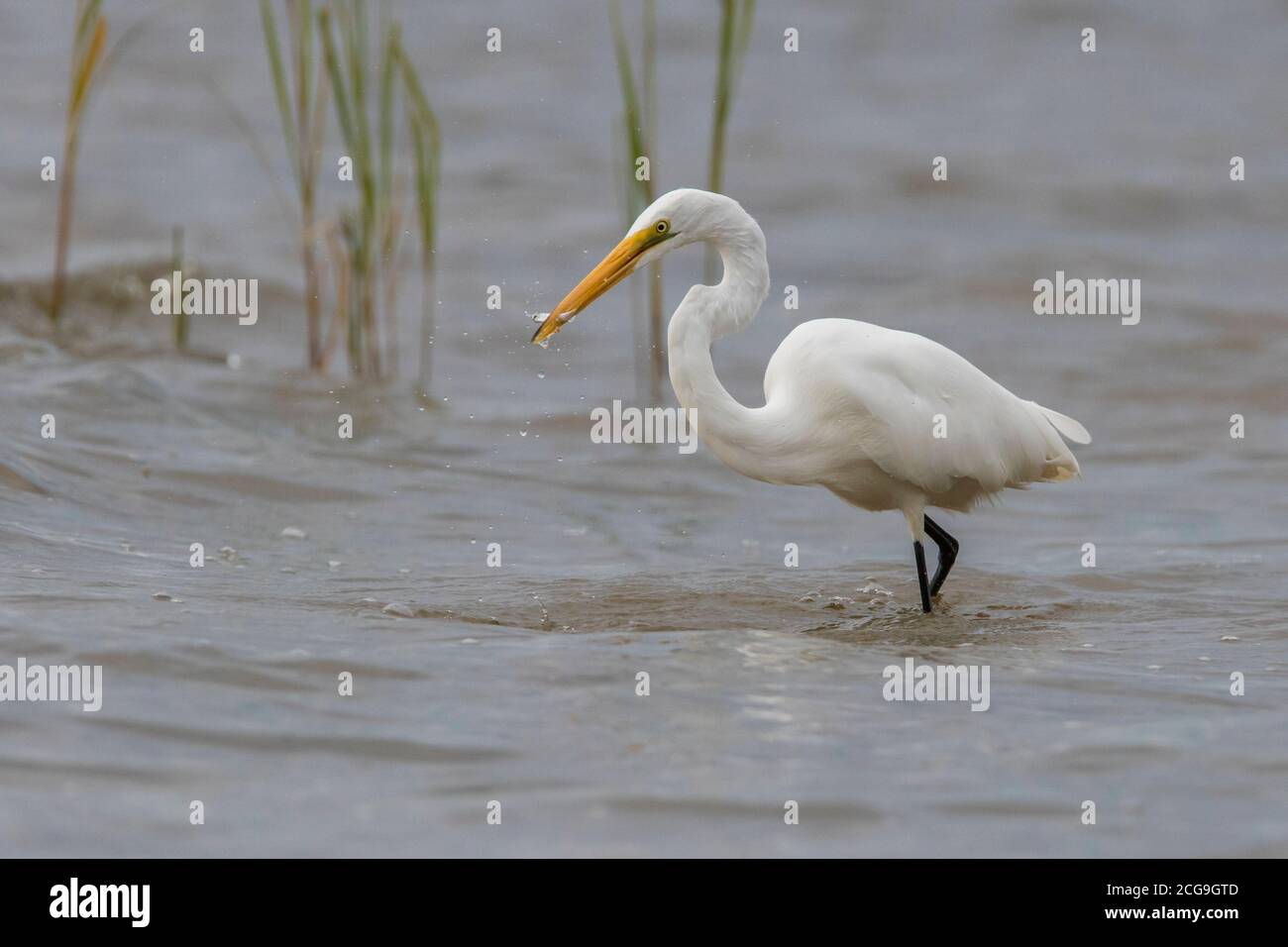 The great egret (Ardea alba), also known as the common egret Stock ...