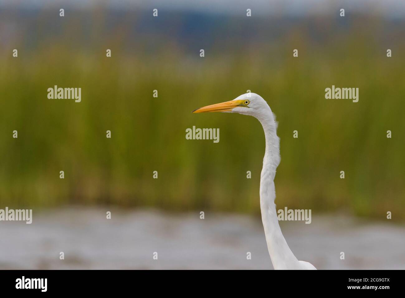 The great egret (Ardea alba), also known as the common egret Stock ...