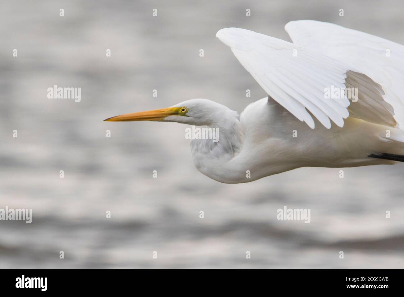 The great egret (Ardea alba), also known as the common egret Stock ...