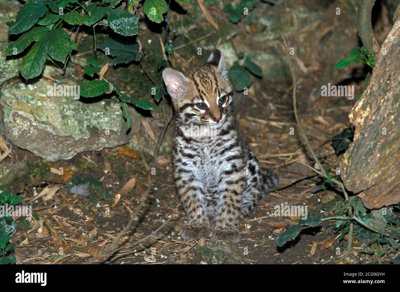 OCELOT leopardus pardalis, CUB SITTING Stock Photo - Alamy