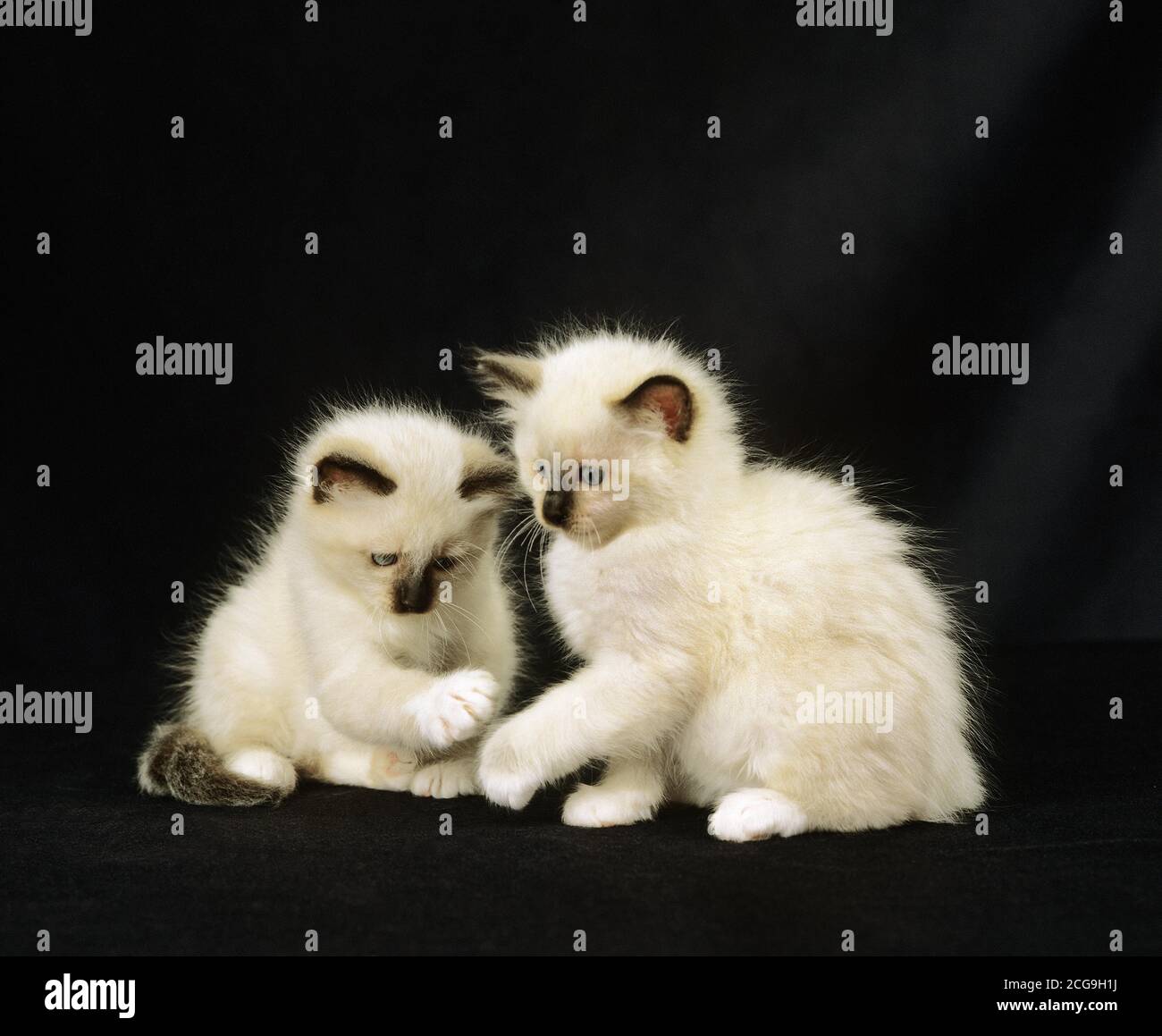 Birmanese domestic cat hi-res stock photography and images - Alamy