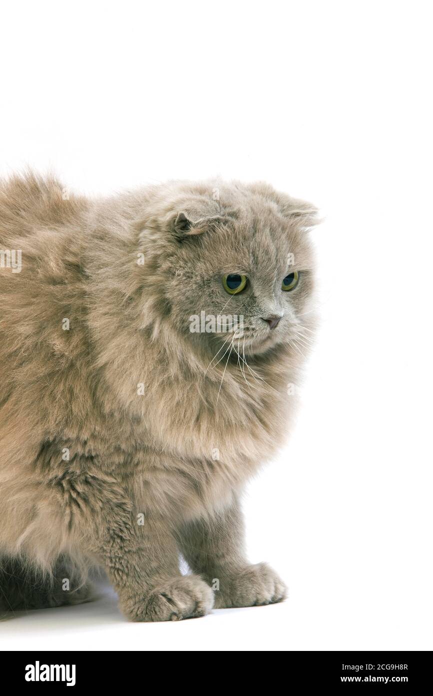 Longhair highland scottish fold hi-res stock photography and images - Alamy