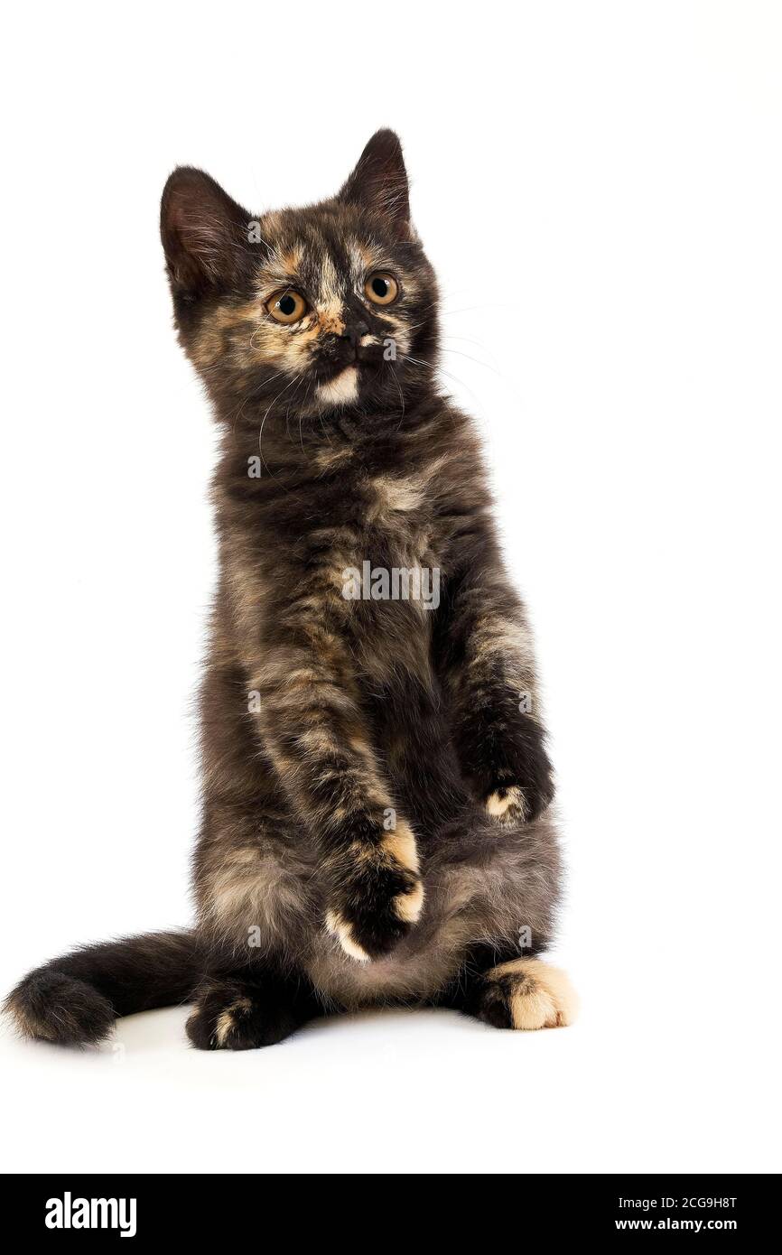 BLACK TORTOISE-SHELL BRITISH SHORTHAIR KITTEN, PLAYING AGAINST WHITE ...