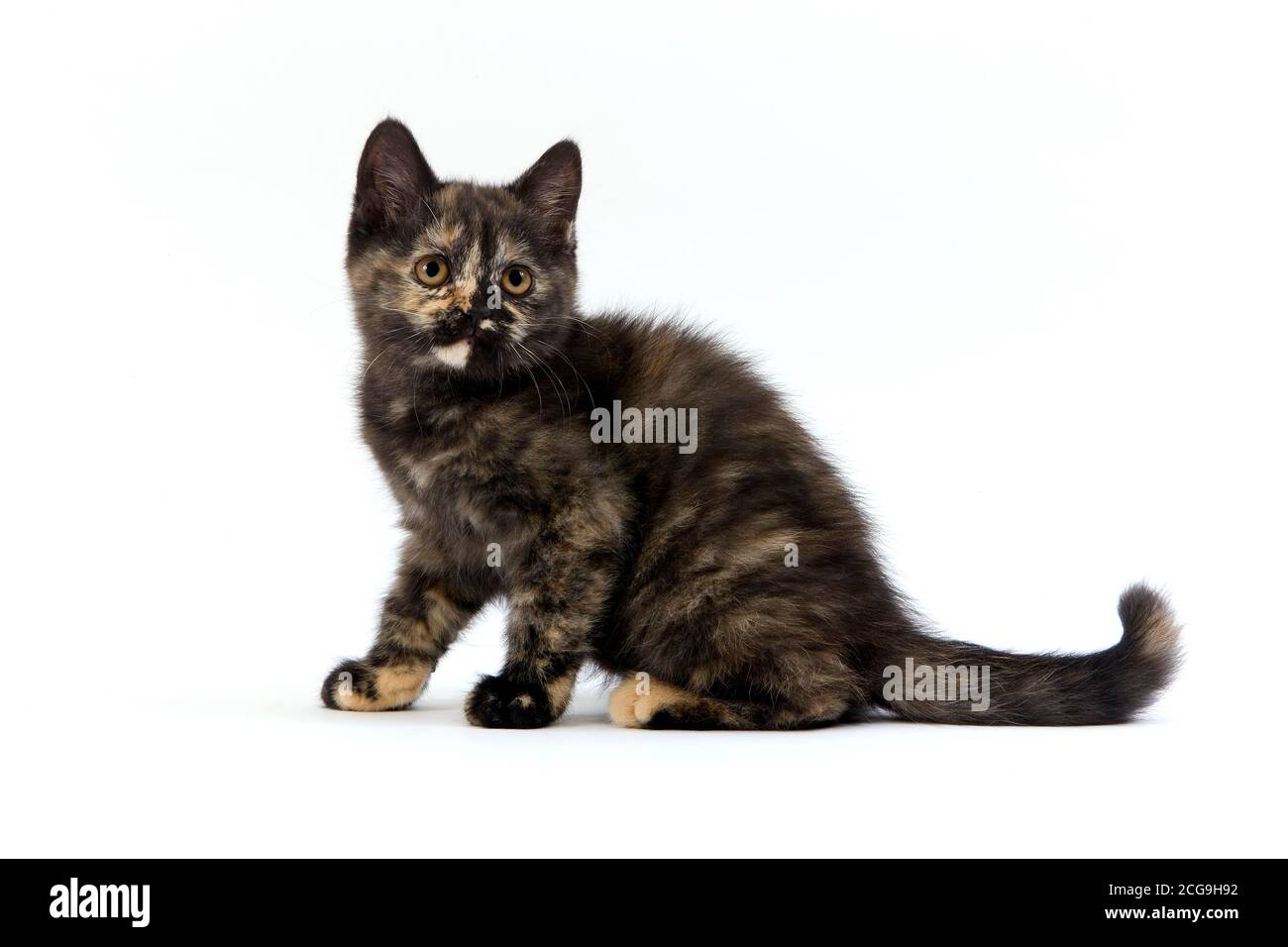 BLACK TORTOISE-SHELL BRITISH SHORTHAIR KITTEN AGAINST WHITE BACKGROUND ...