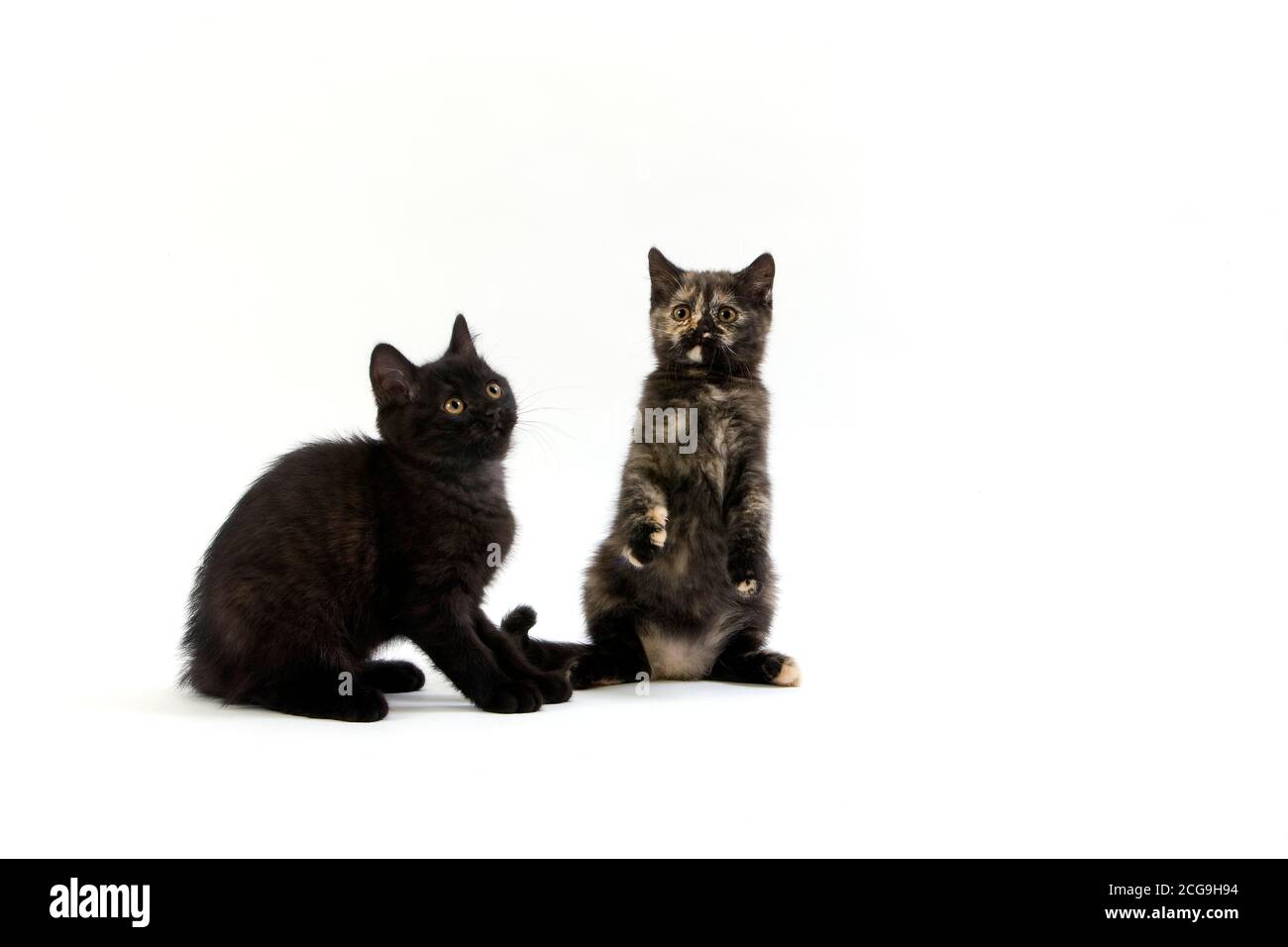 BLACK AND BLACK TORTOISE-SHELL BRITISH SHORTHAIR KITTENS Stock Photo ...