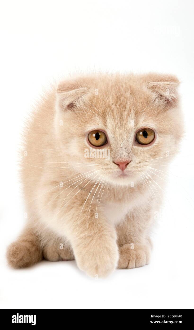CREAM SCOTTISH FOLD KITTEN AGAINST WHITE BACKGROUND Stock Photo - Alamy