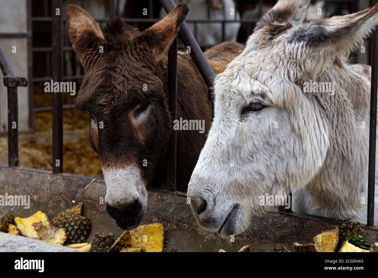 Donkey kick hi-res stock photography and images - Alamy