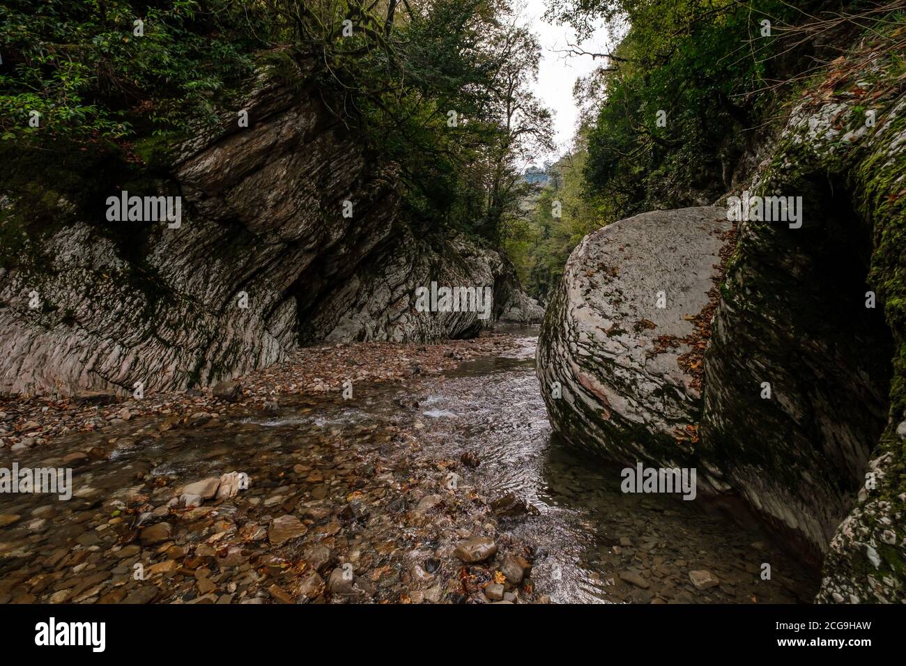 yew-boxwood grove in Sochi, Khosta, Russia. Yew tree and boxwood tree ...