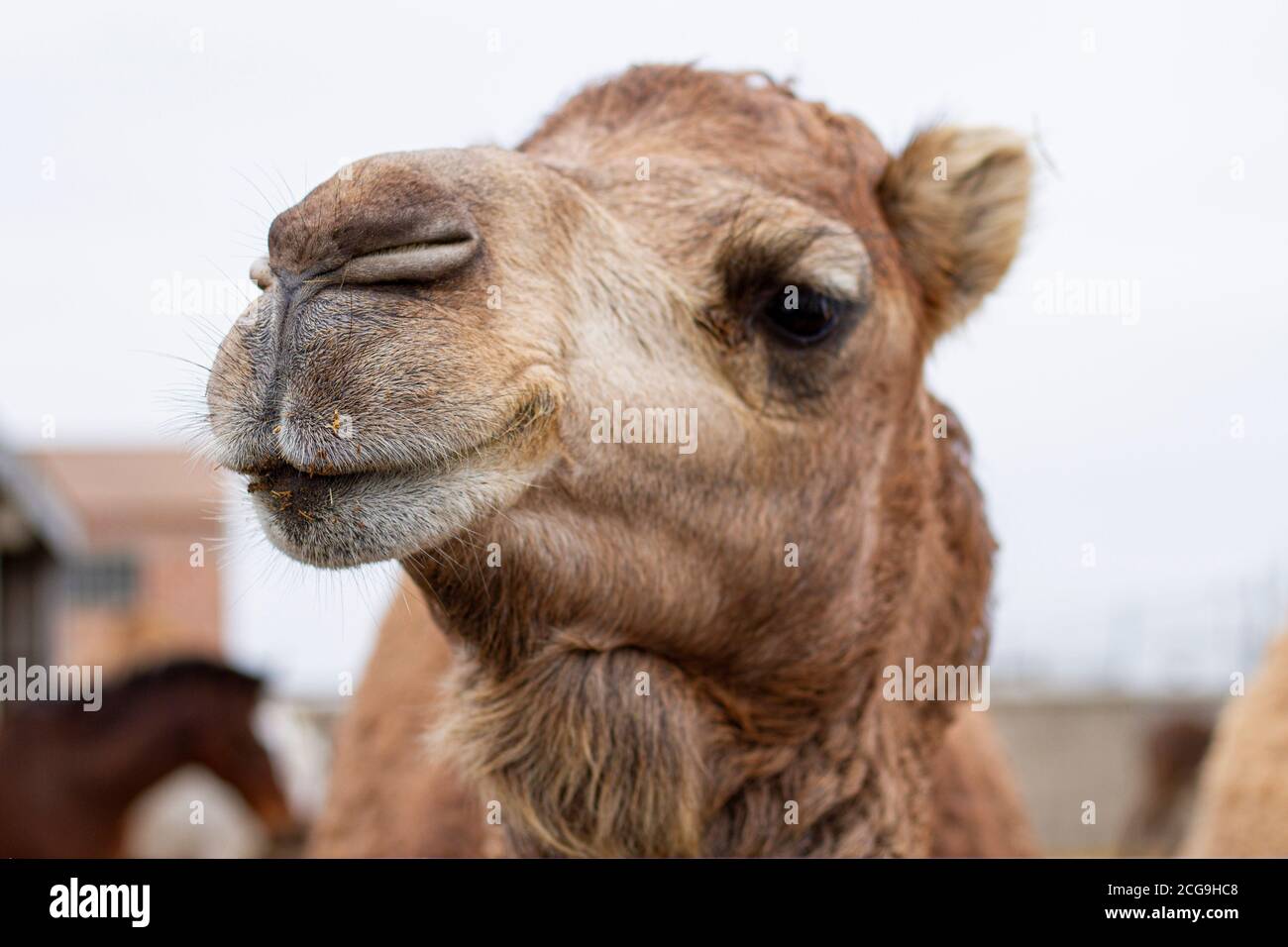 Tree dromedary hi-res stock photography and images - Alamy