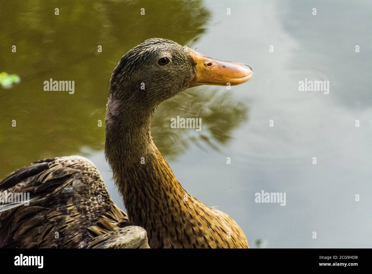 Smal duck hi-res stock photography and images - Alamy