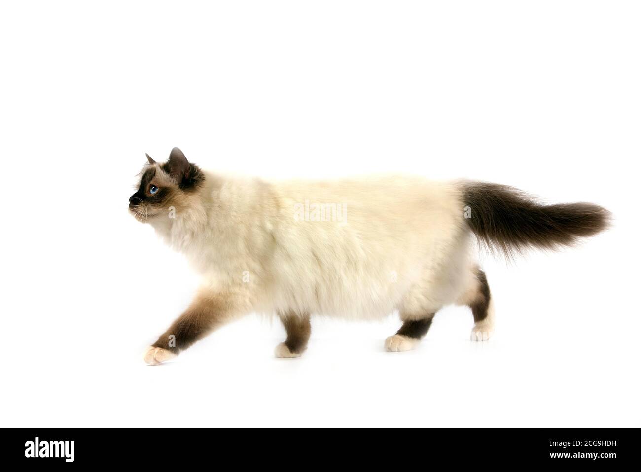 SEAL BIRMANESE CAT AGAINST WHITE BACKGROUND Stock Photo - Alamy