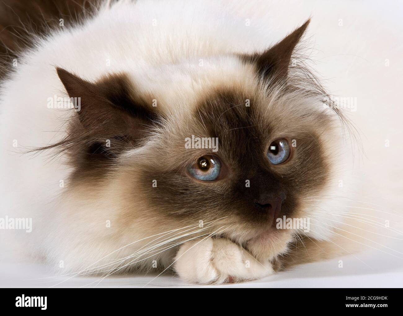 Birmanese hi-res stock photography and images - Alamy