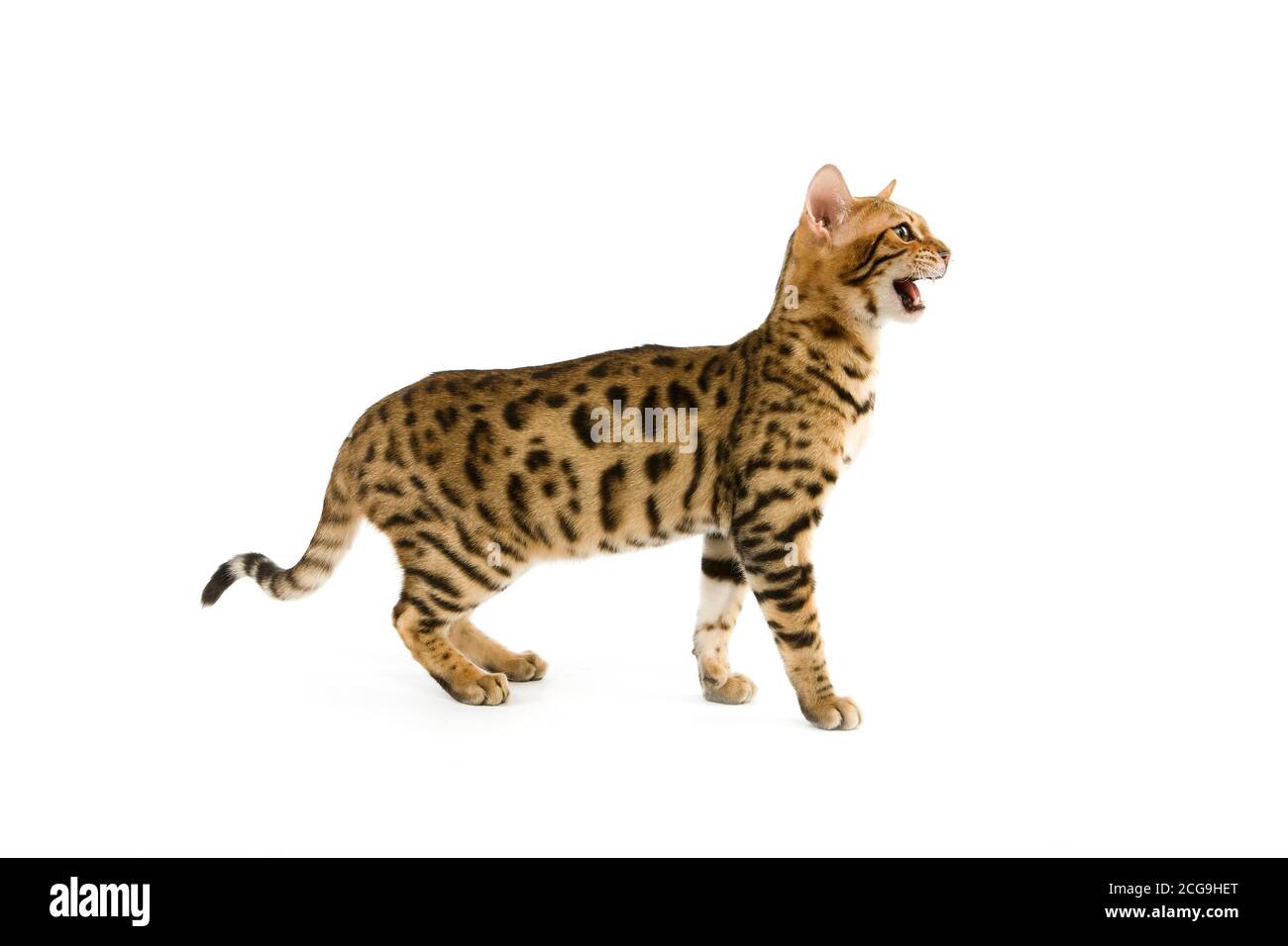 Bengal cat meowing hi-res stock photography and images - Alamy