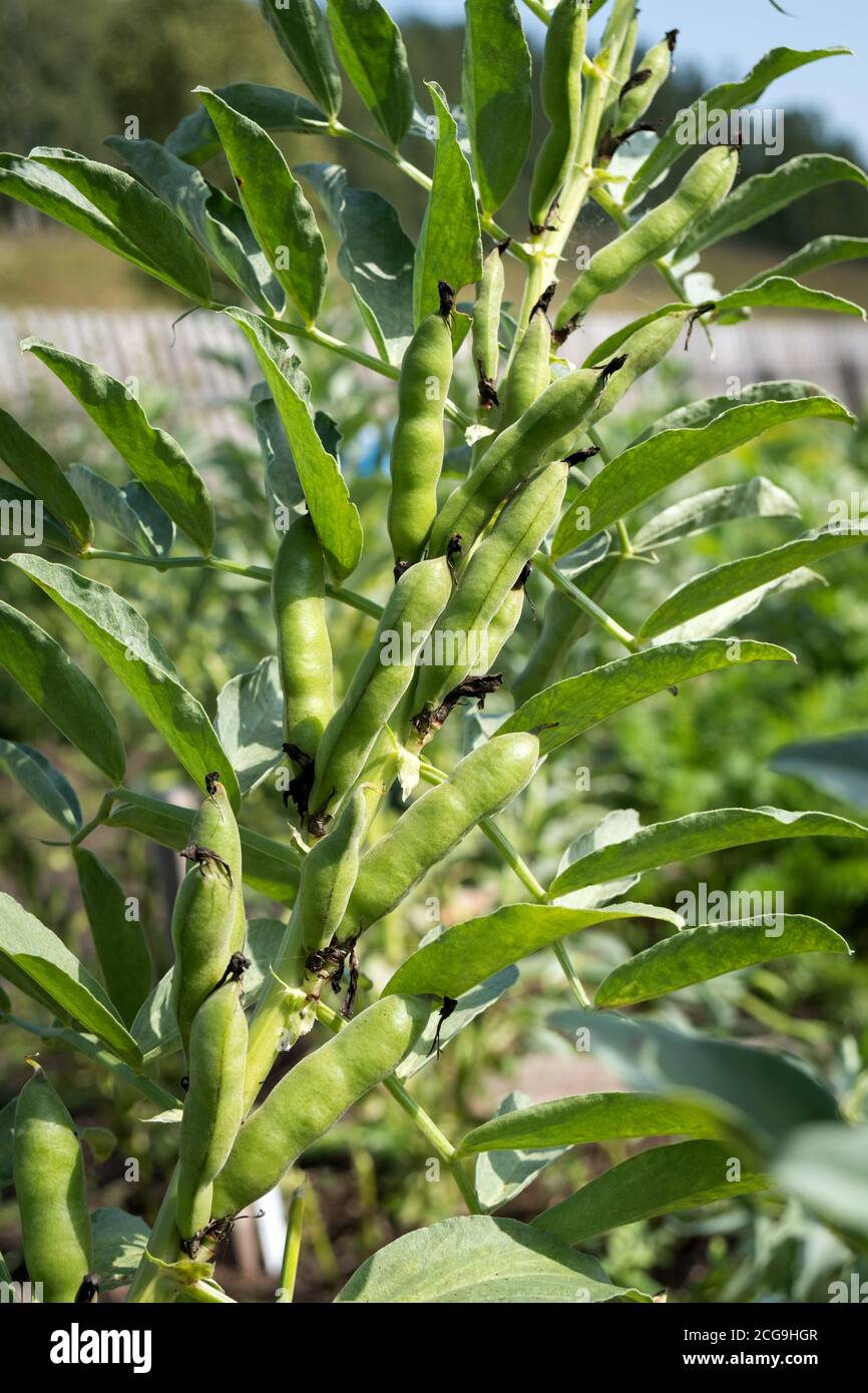 Ripe pods of Russian black beans on a plant stem on a sunny day Stock ...