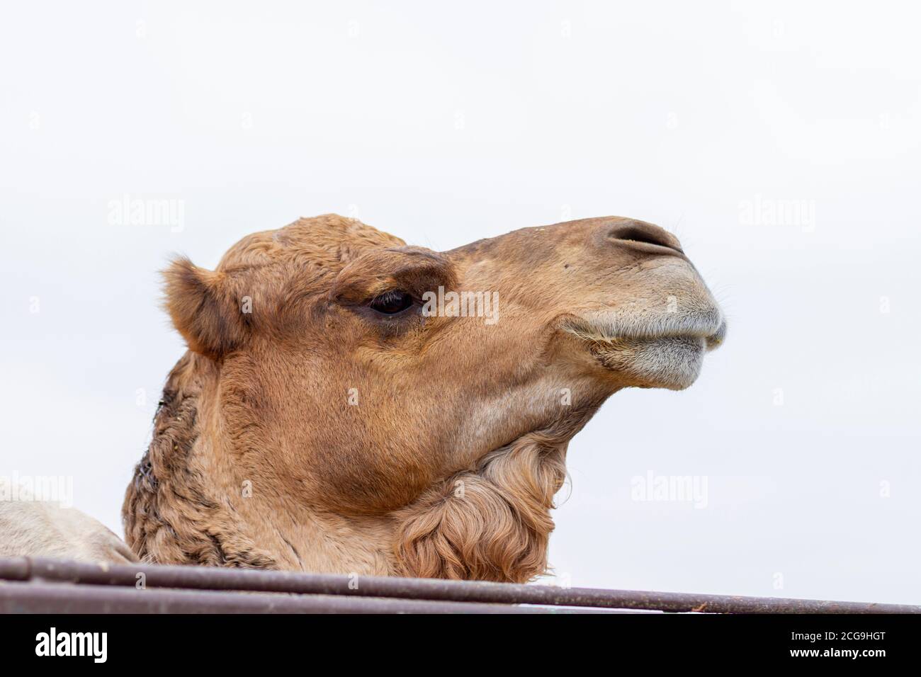 Nomad with dromedary hi-res stock photography and images - Alamy