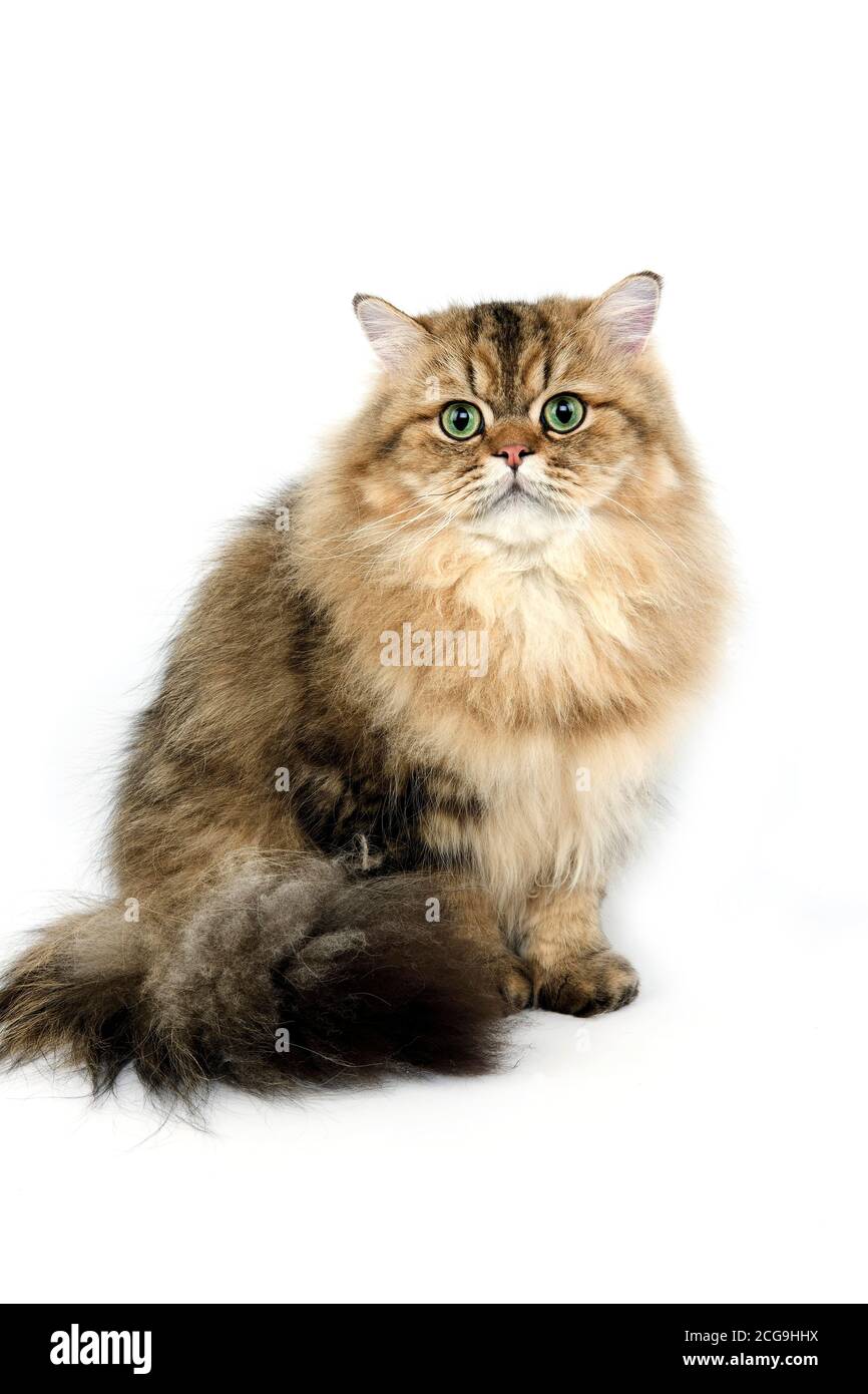 Golden Persian Cat High Resolution Stock Photography and Images - Alamy