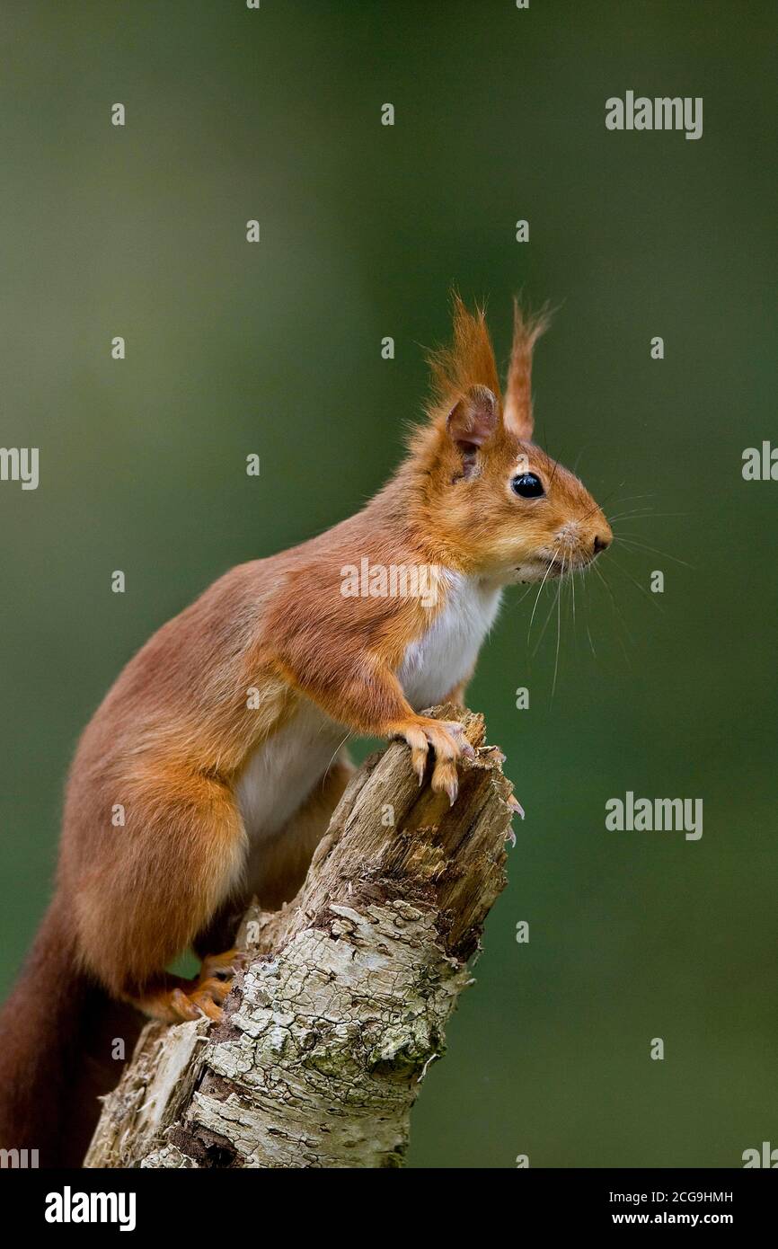 RED SQUIRREL sciurus vulgaris, ADULT ON BRANCH LOOKING AROUND, NORMANDY ...