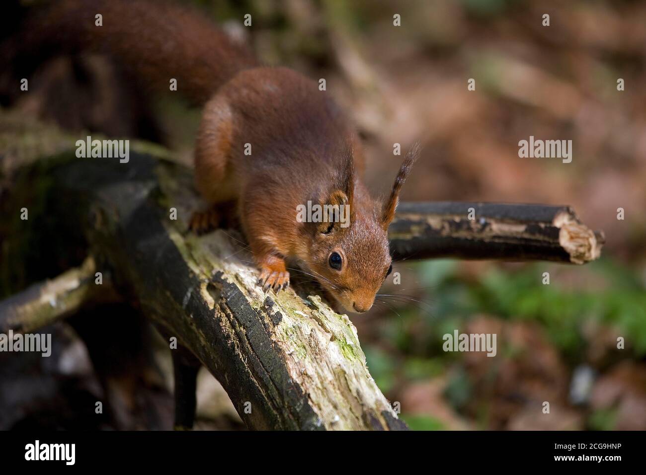 RED SQUIRREL sciurus vulgaris, ADULT SMELLING, NORMANDY IN FRANCE Stock ...