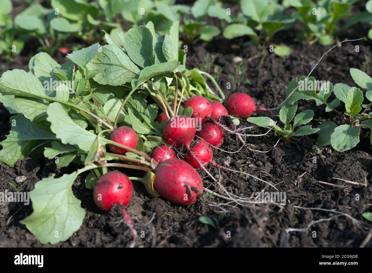 Radish garden hi-res stock photography and images - Alamy