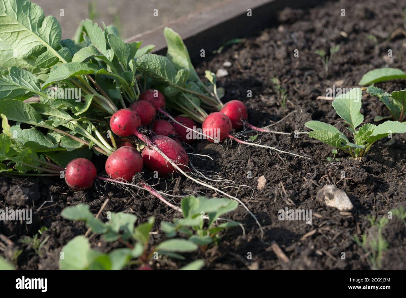 Radish garden hi-res stock photography and images - Alamy