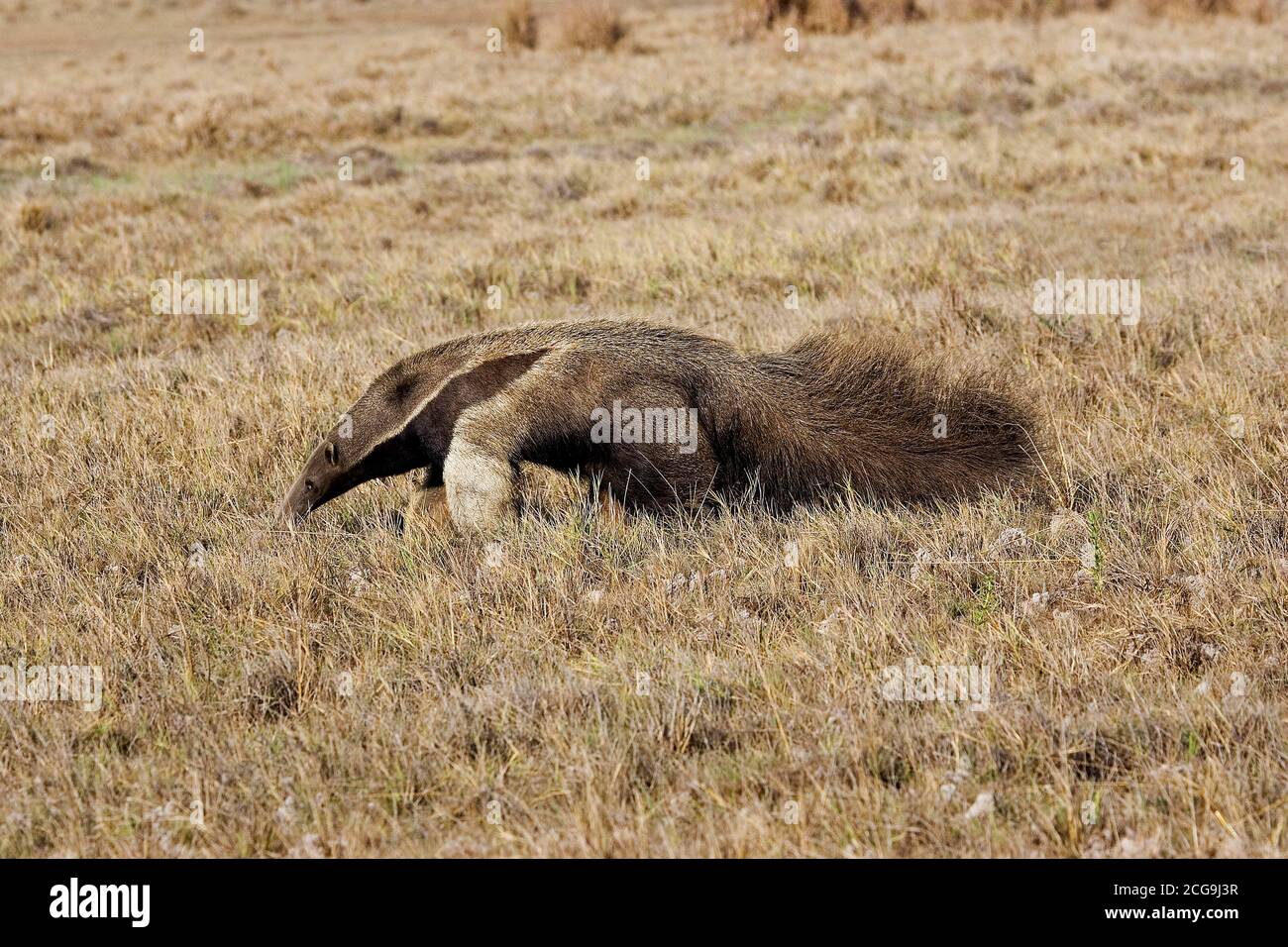 Giant anteater standing hi-res stock photography and images - Alamy